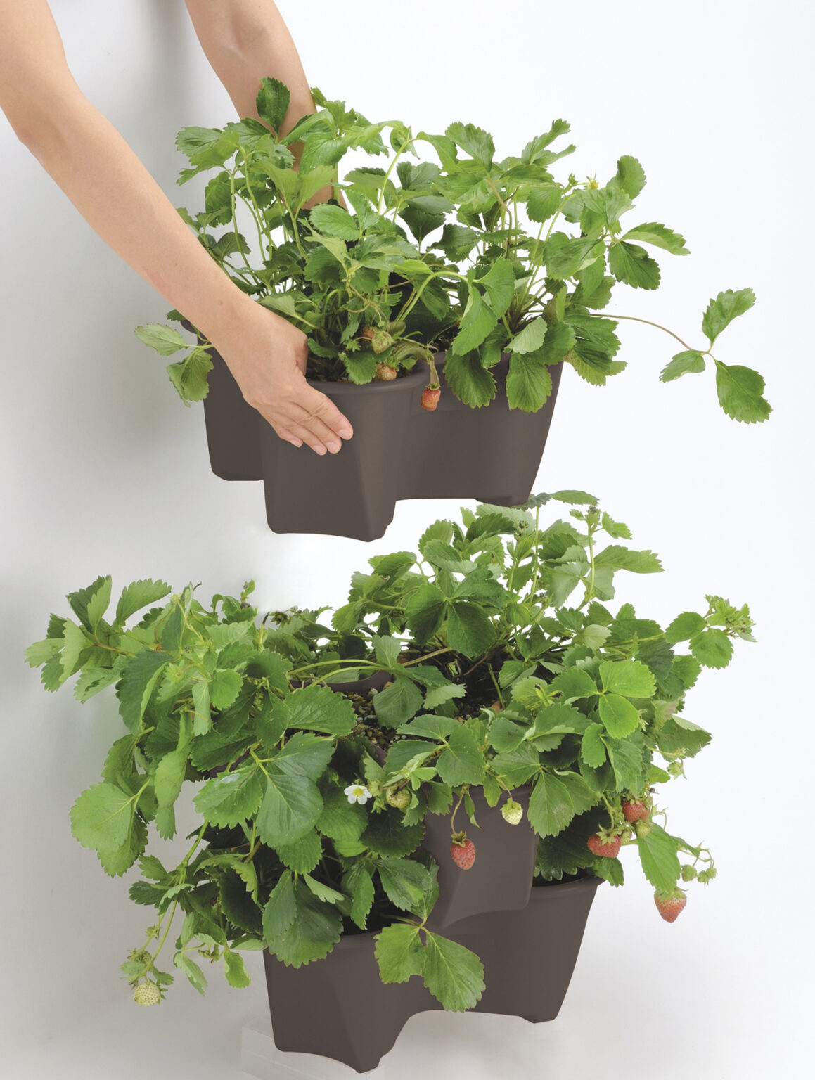 "Harberry Pot" - Richell [Official]