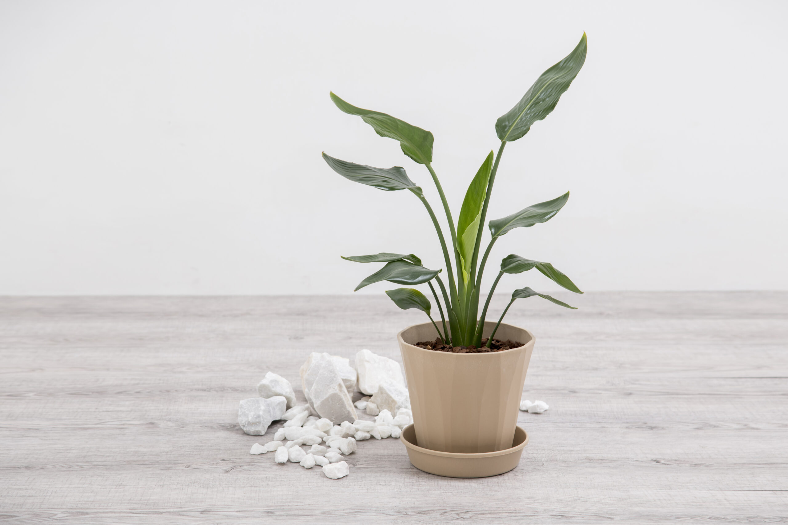 "Lapis" - Richell [Official]