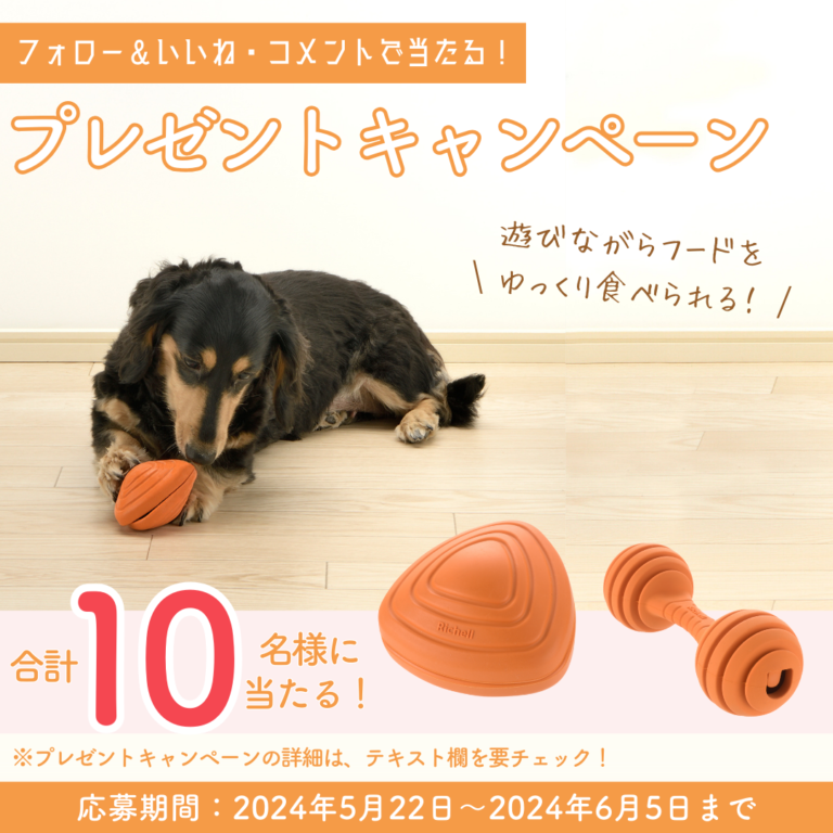 Information on opening of Richel Pet official Instagram - Richel [Official]