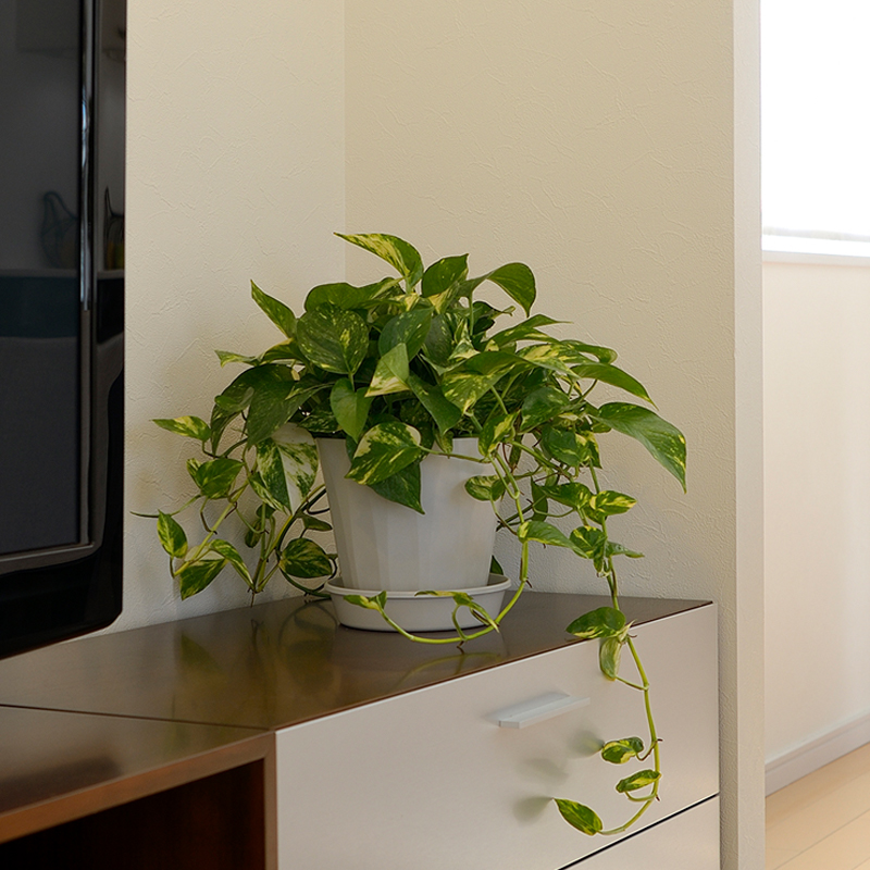 Malebela a ho khetha lipitsa le liplantere - Richell LIFE+ [Semolao]