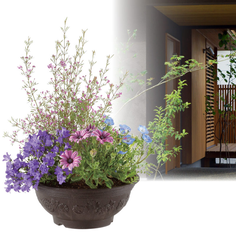 Malebela a ho khetha lipitsa le liplantere - Richell LIFE+ [Semolao]