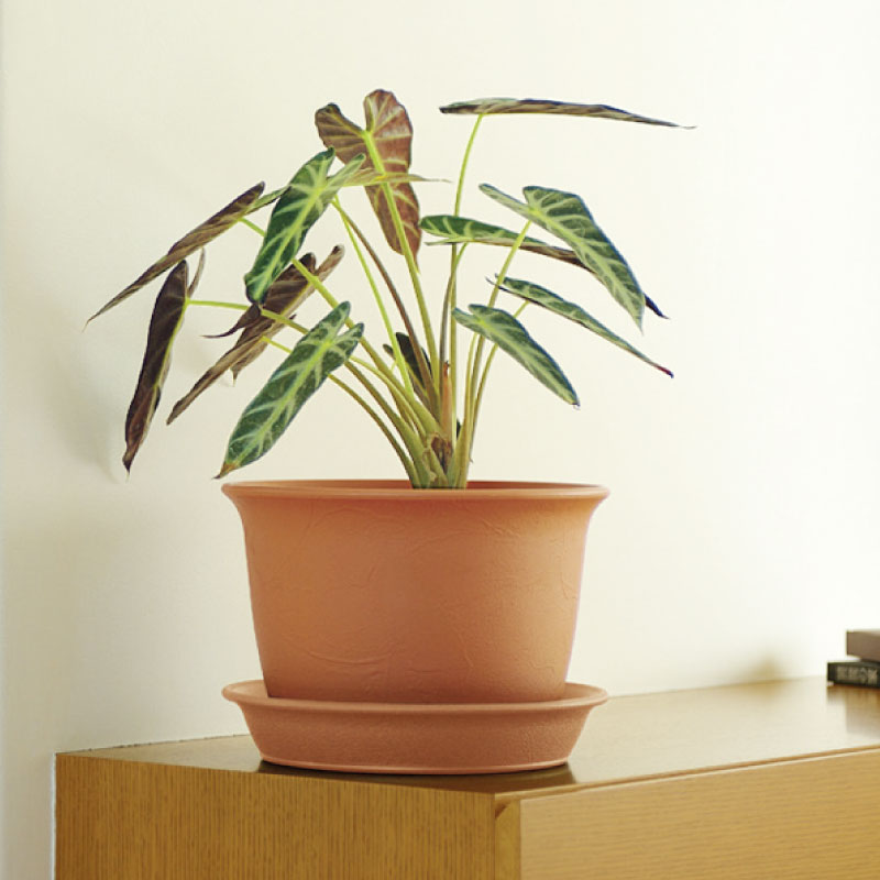 Malebela a ho khetha lipitsa le liplantere - Richell LIFE+ [Semolao]