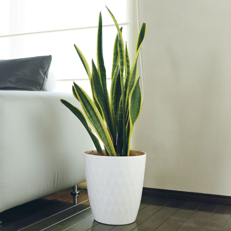 Malebela a ho khetha lipitsa le liplantere - Richell LIFE+ [Semolao]