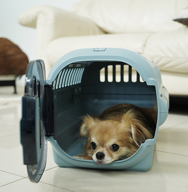 Introducing what your dog needs in the event of a disaster! We also ...